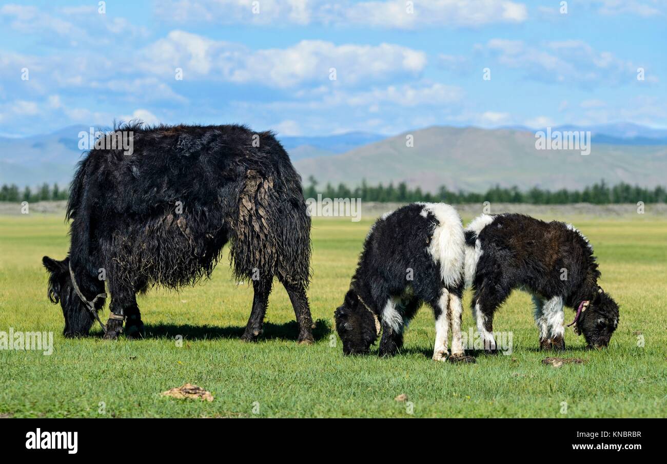 Yak cow with two calves, Orkhon Valley, Khangai Nuruu National Park ...