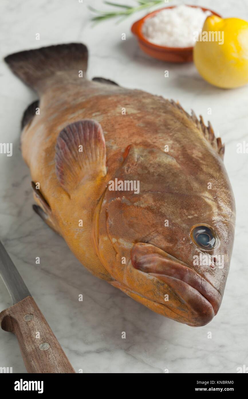 Mero grouper hi-res stock photography and images - Alamy