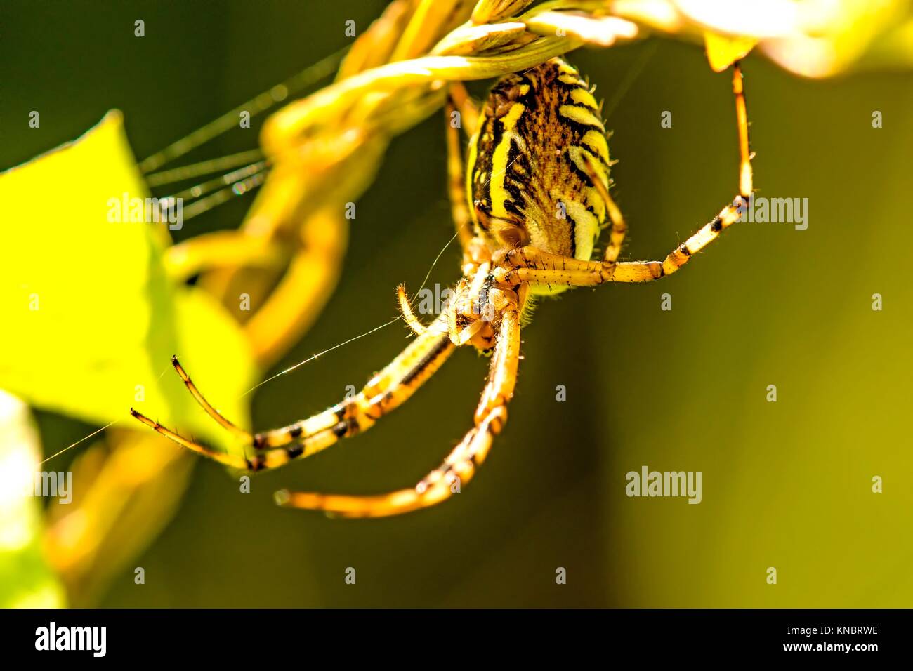 Net spider hi-res stock photography and images - Alamy