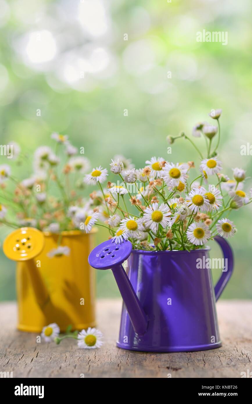 Flower bucket cut out hi-res stock photography and images - Alamy