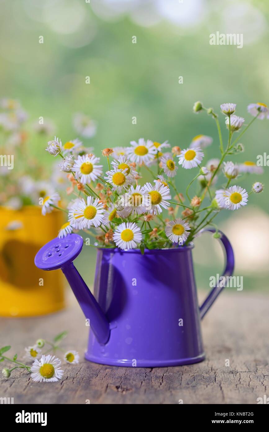 Flower bucket cut out hi-res stock photography and images - Alamy