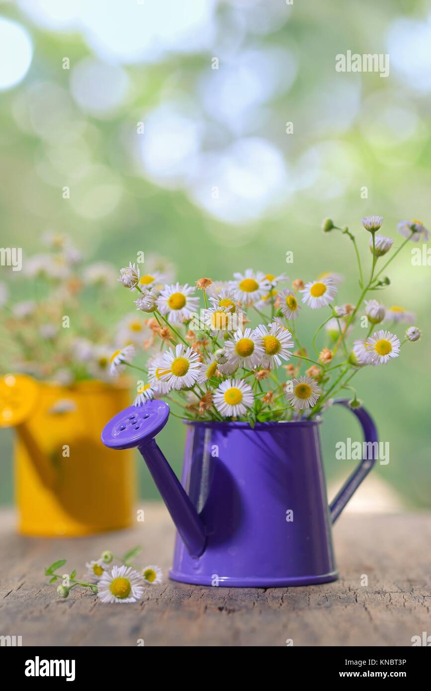 Flower bucket cut out hi-res stock photography and images - Alamy