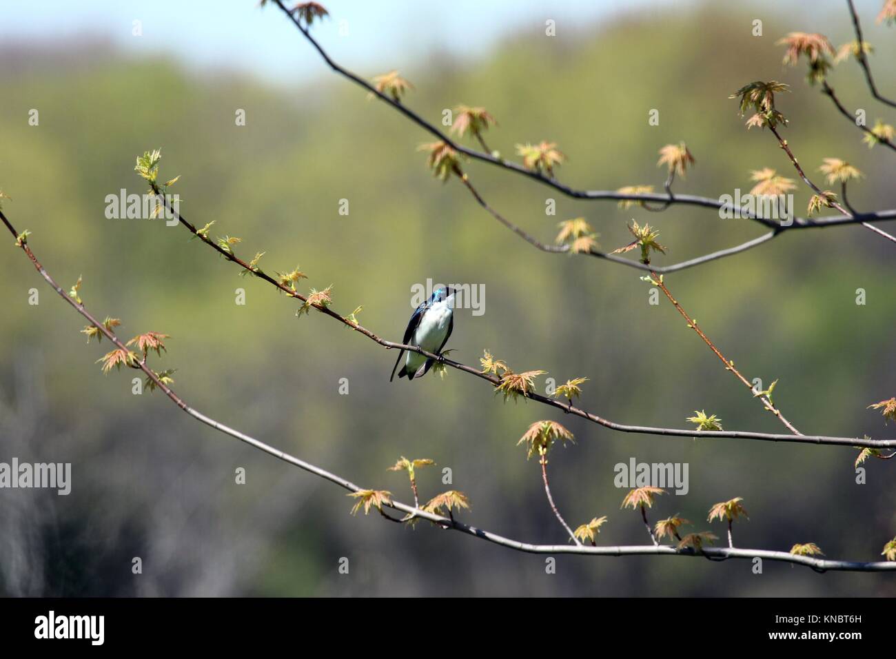 Queen male hi-res stock photography and images - Alamy
