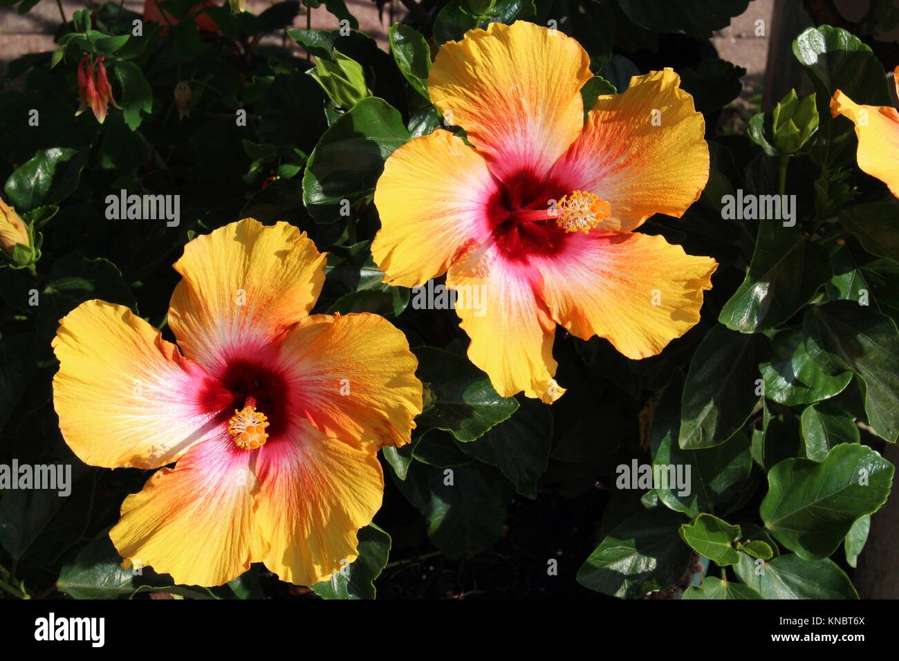 Two hibiscus hi-res stock photography and images - Alamy