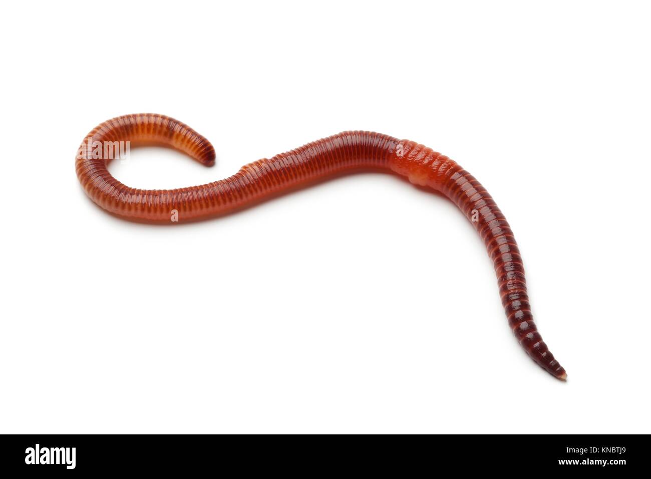 Common european earthworm hi-res stock photography and images - Alamy