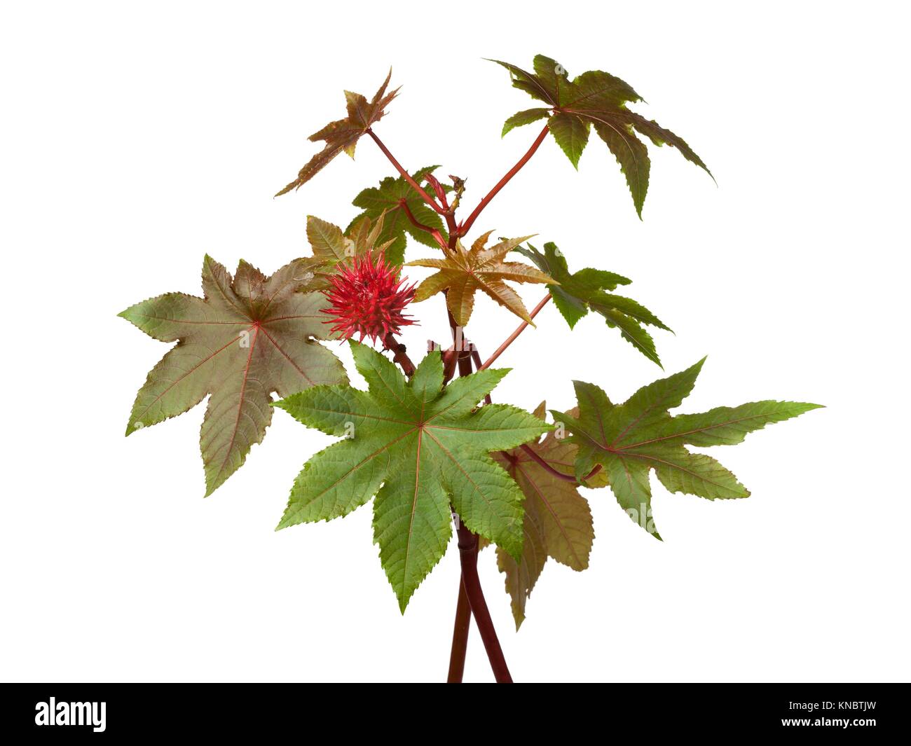 Castor seed hi-res stock photography and images - Alamy