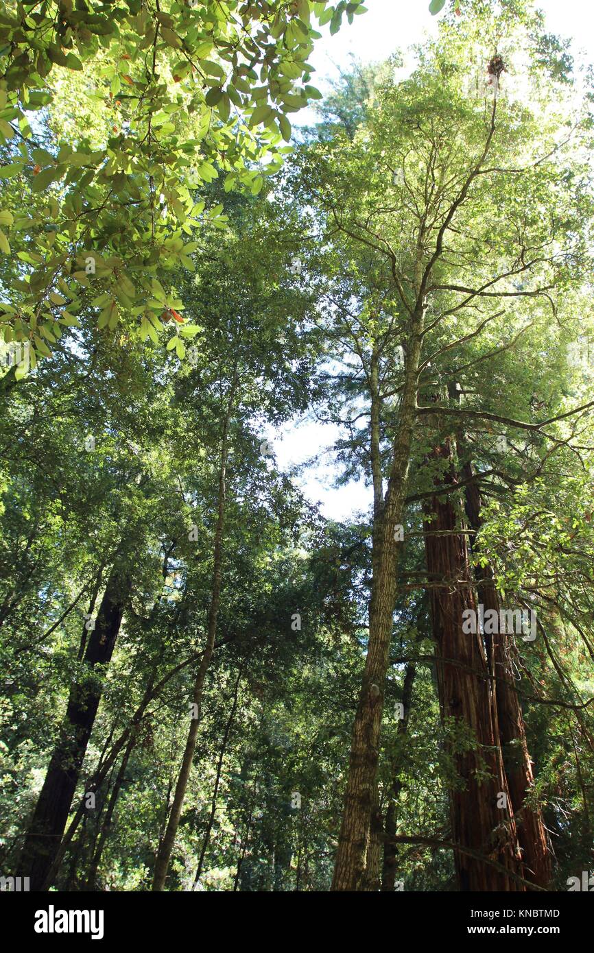 Redwood Tree California Looking Up High Resolution Stock Photography ...