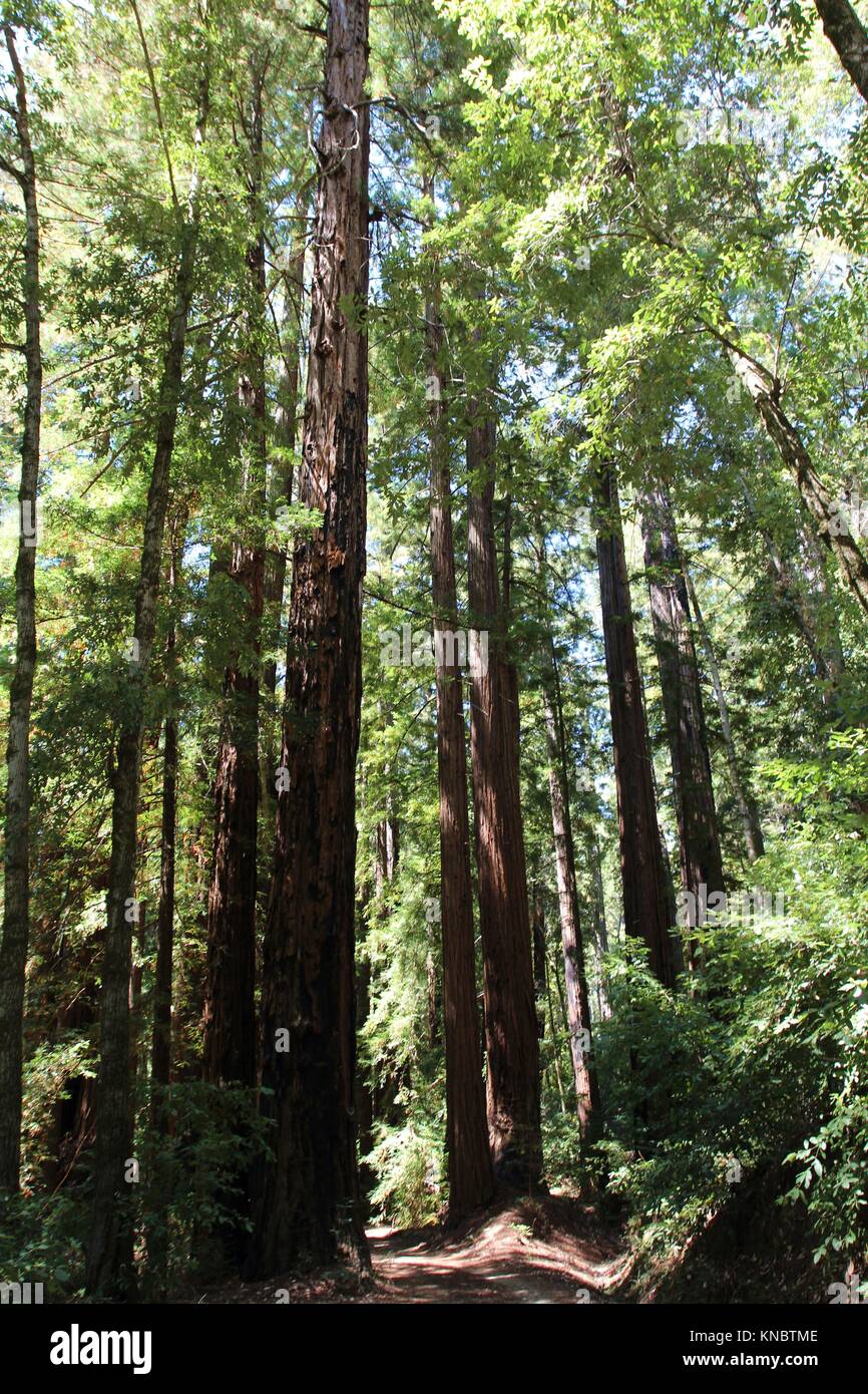 Big basin redwoods state park hi-res stock photography and images - Alamy