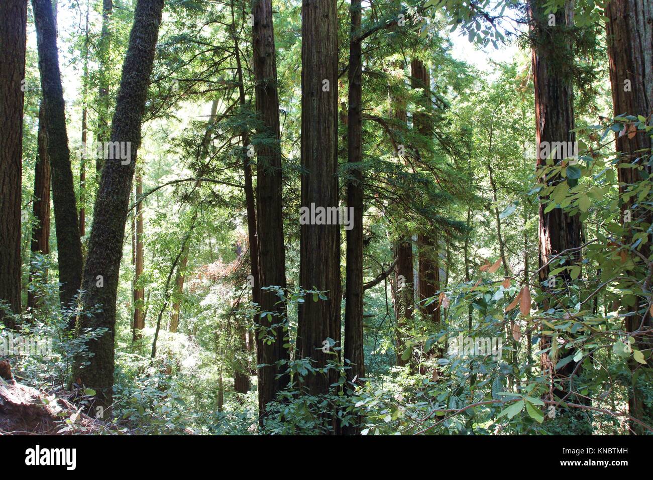 Redwood canopy hi-res stock photography and images - Alamy