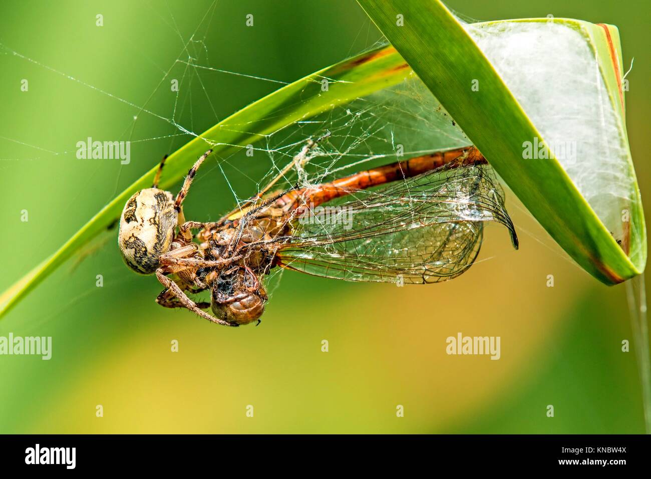 garden spider with caught dragonfly in Germany Stock Photo - Alamy
