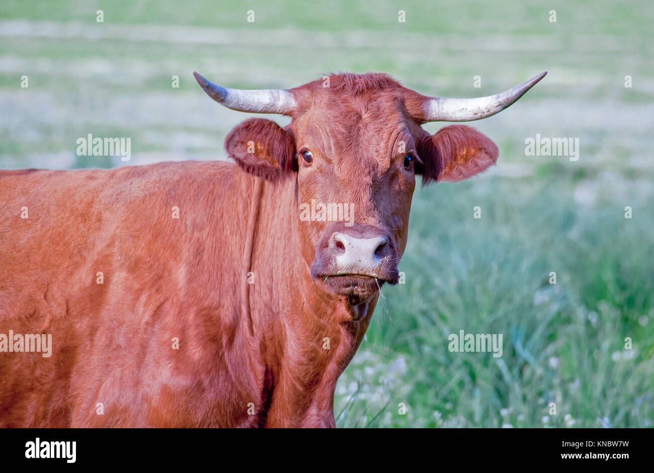 Skinned cow hi-res stock photography and images - Alamy