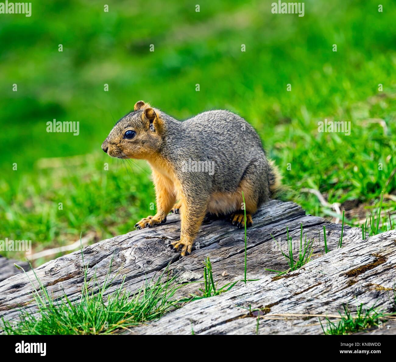 Western gray squirrel hi-res stock photography and images - Alamy