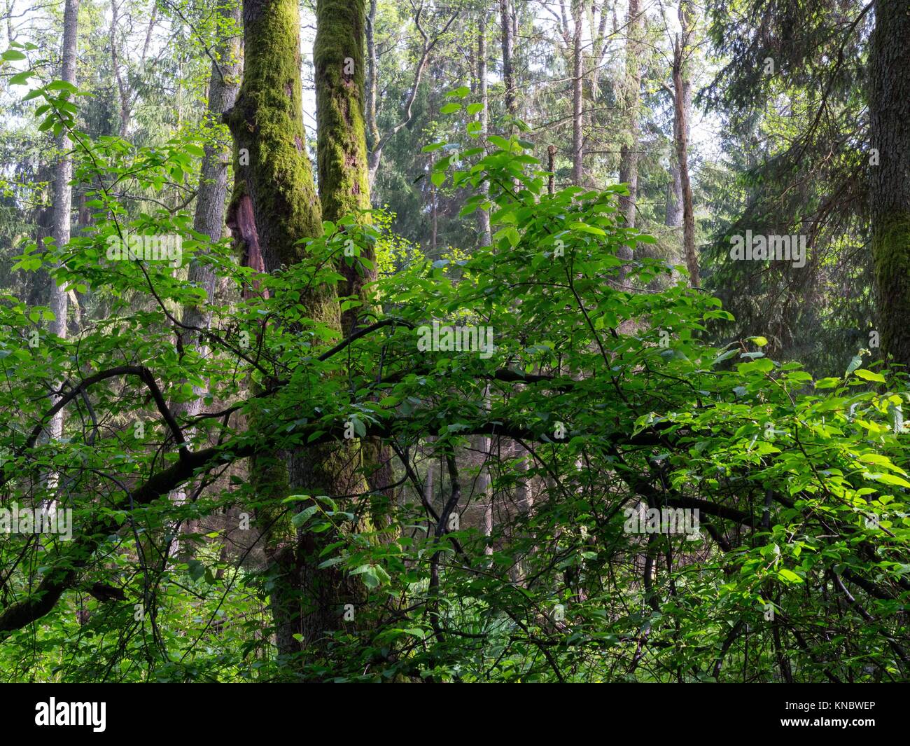 Riparian woodland hi-res stock photography and images - Alamy