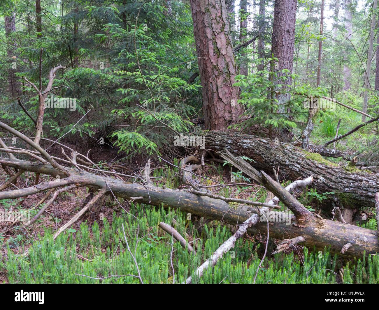 Broken pine tree hi-res stock photography and images - Alamy