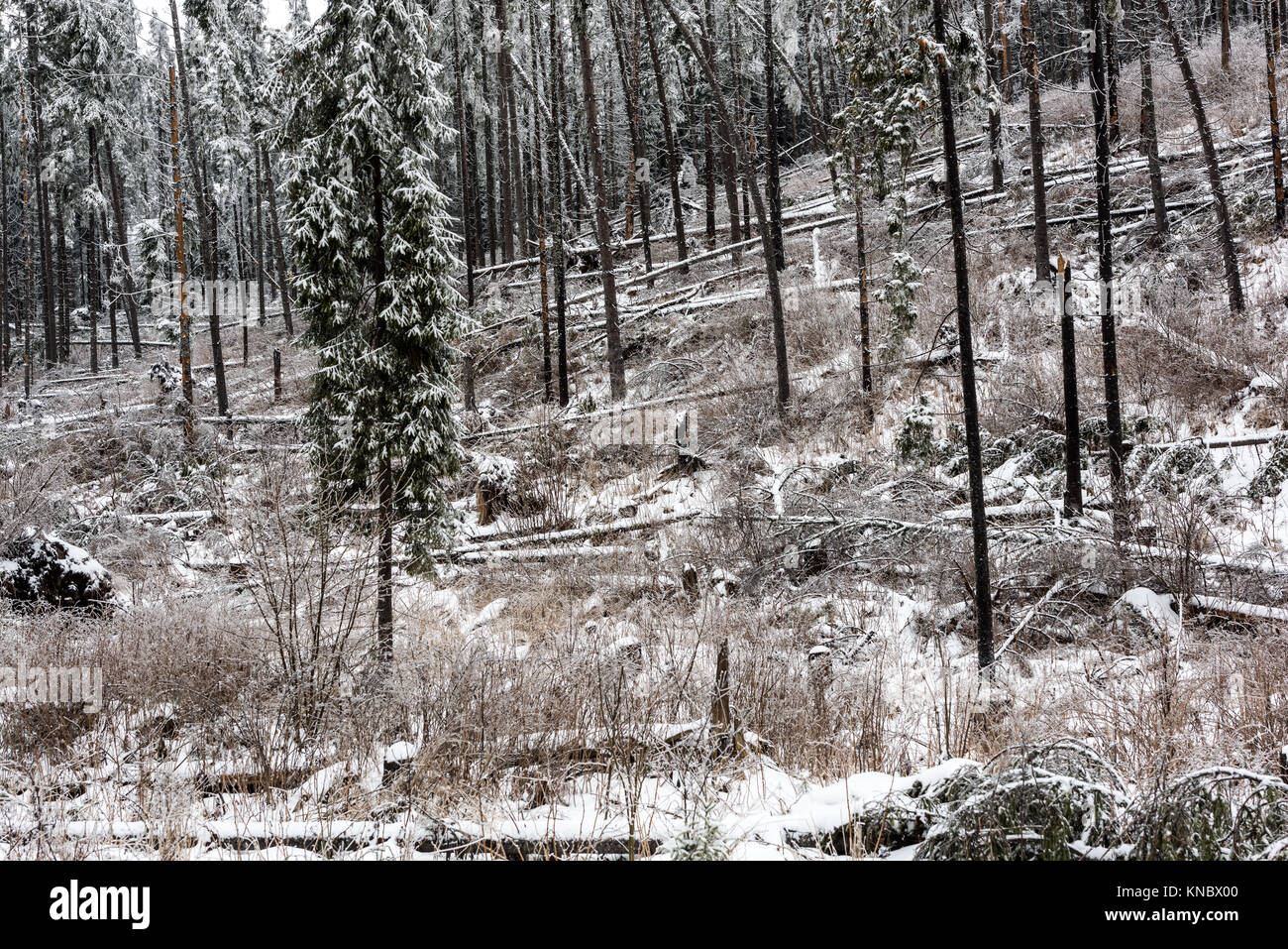 Forest disaster. Storm damage in the forest - natural disaster Stock ...