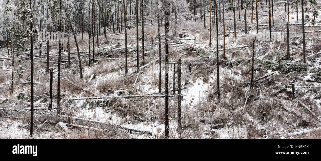 Forest disaster. Storm damage in the forest - natural disaster Stock ...