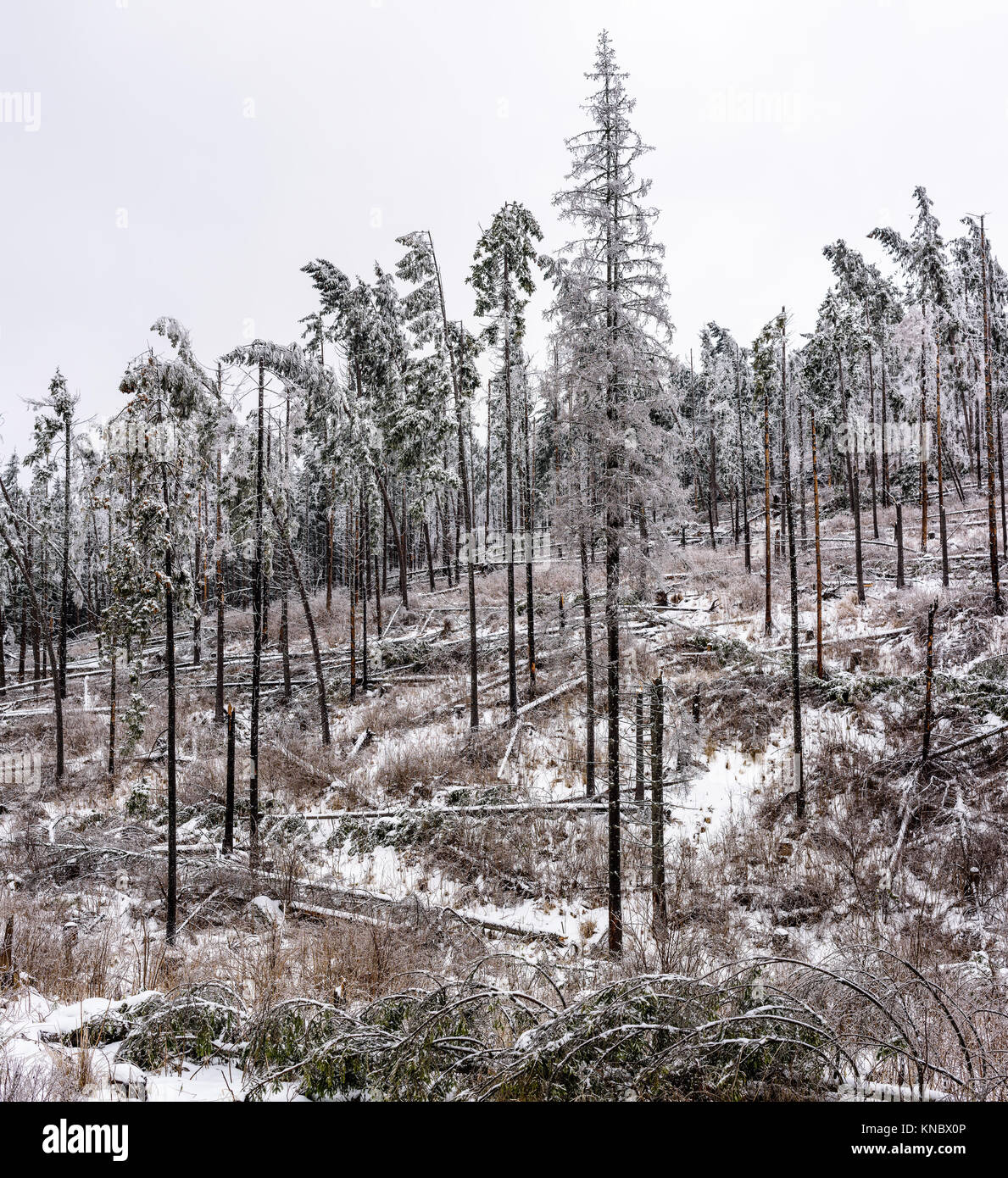 Forest disaster. Storm damage in the forest - natural disaster Stock ...