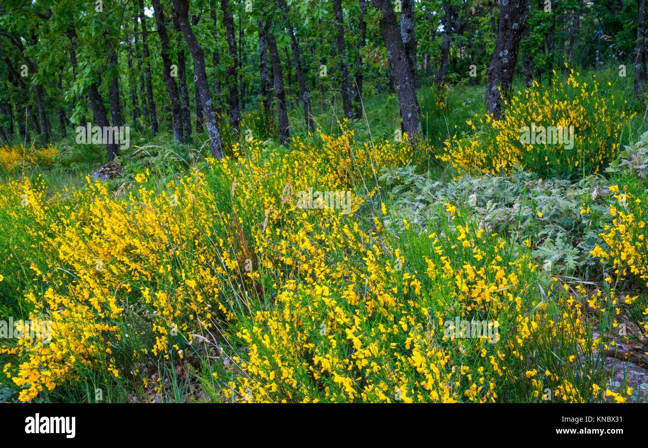 Oak Broom High Resolution Stock Photography and Images - Alamy