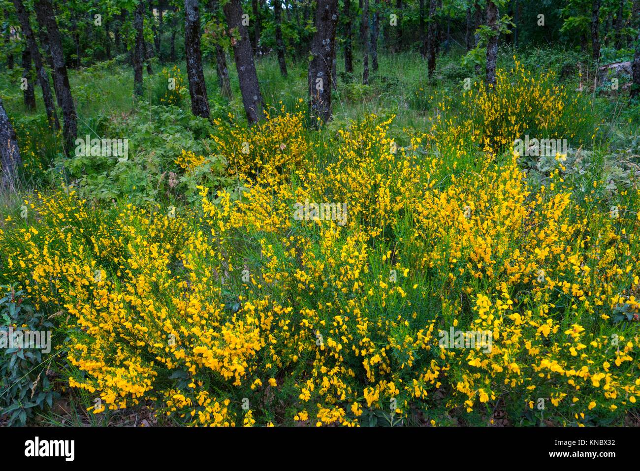 Oak broom hi-res stock photography and images - Alamy
