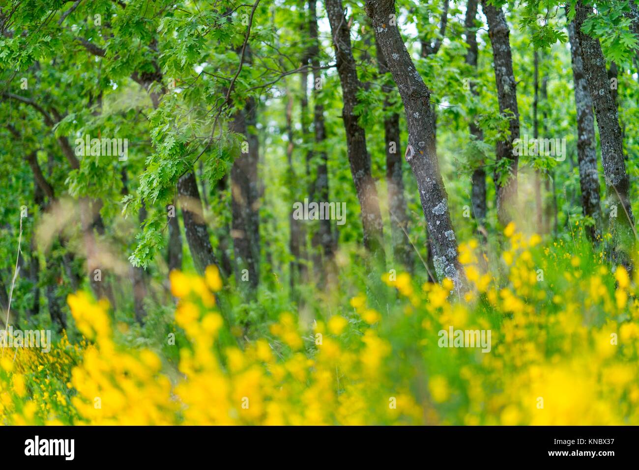 Oak Broom High Resolution Stock Photography and Images - Alamy