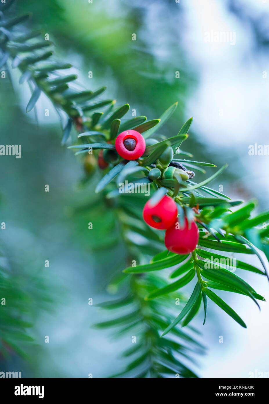 Mature cones, EUROPEAN YEW - TEJO (Taxus baccata), Cantabria, Spain ...