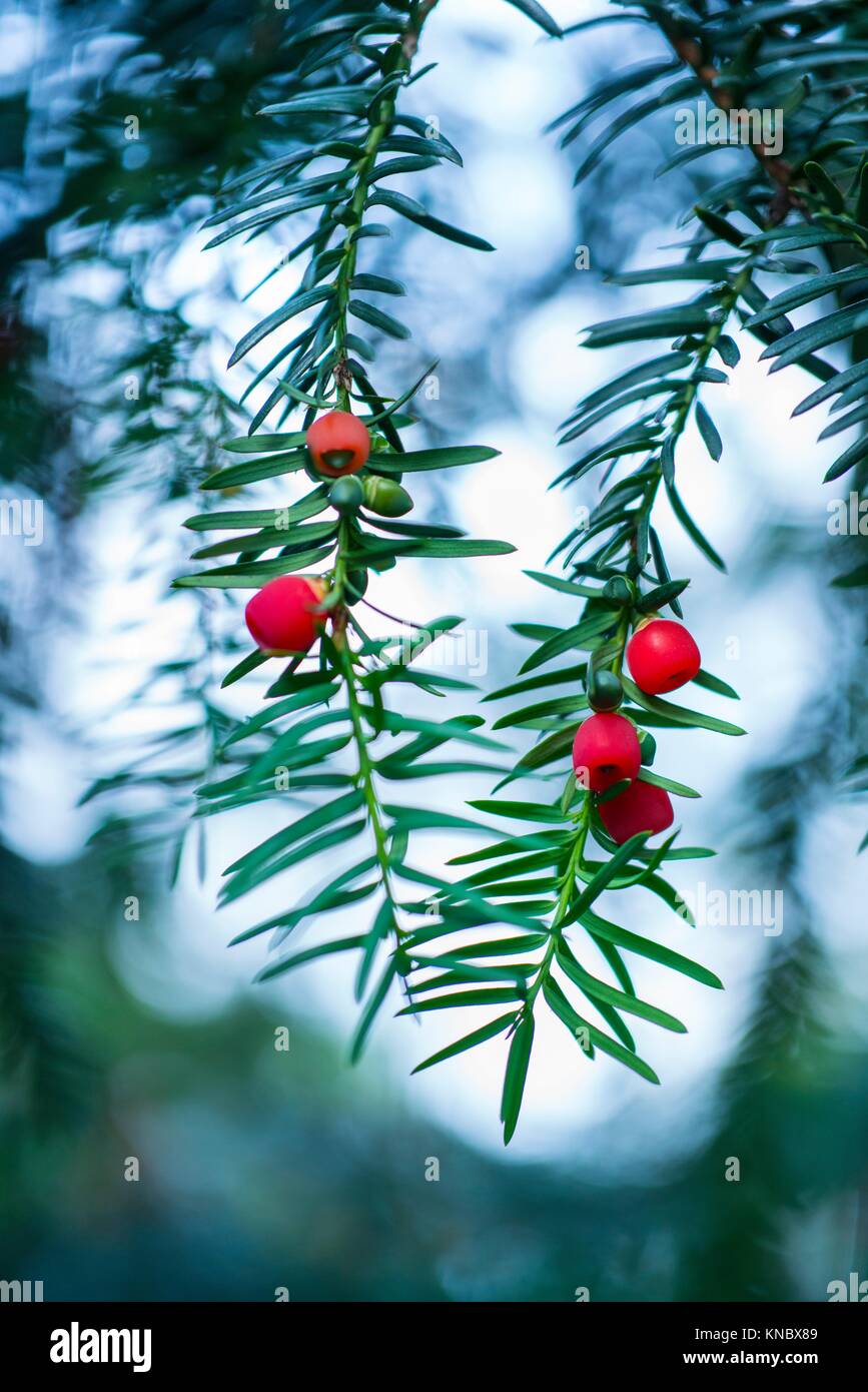 Mature cones, EUROPEAN YEW - TEJO (Taxus baccata), Cantabria, Spain ...