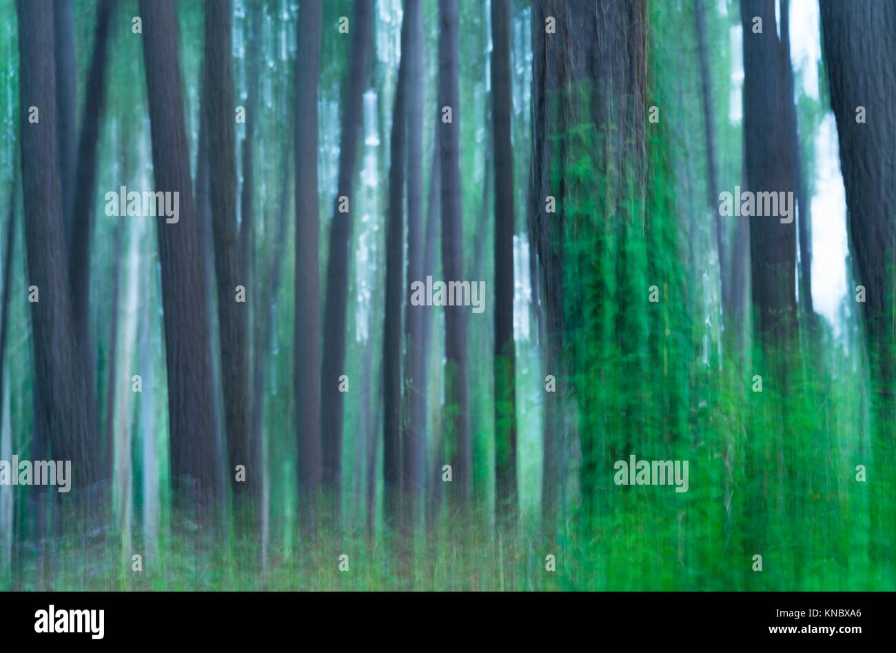 Pine forest, Maritime Pine (Pinus pinaster), Dunas de Liencres Natural ...