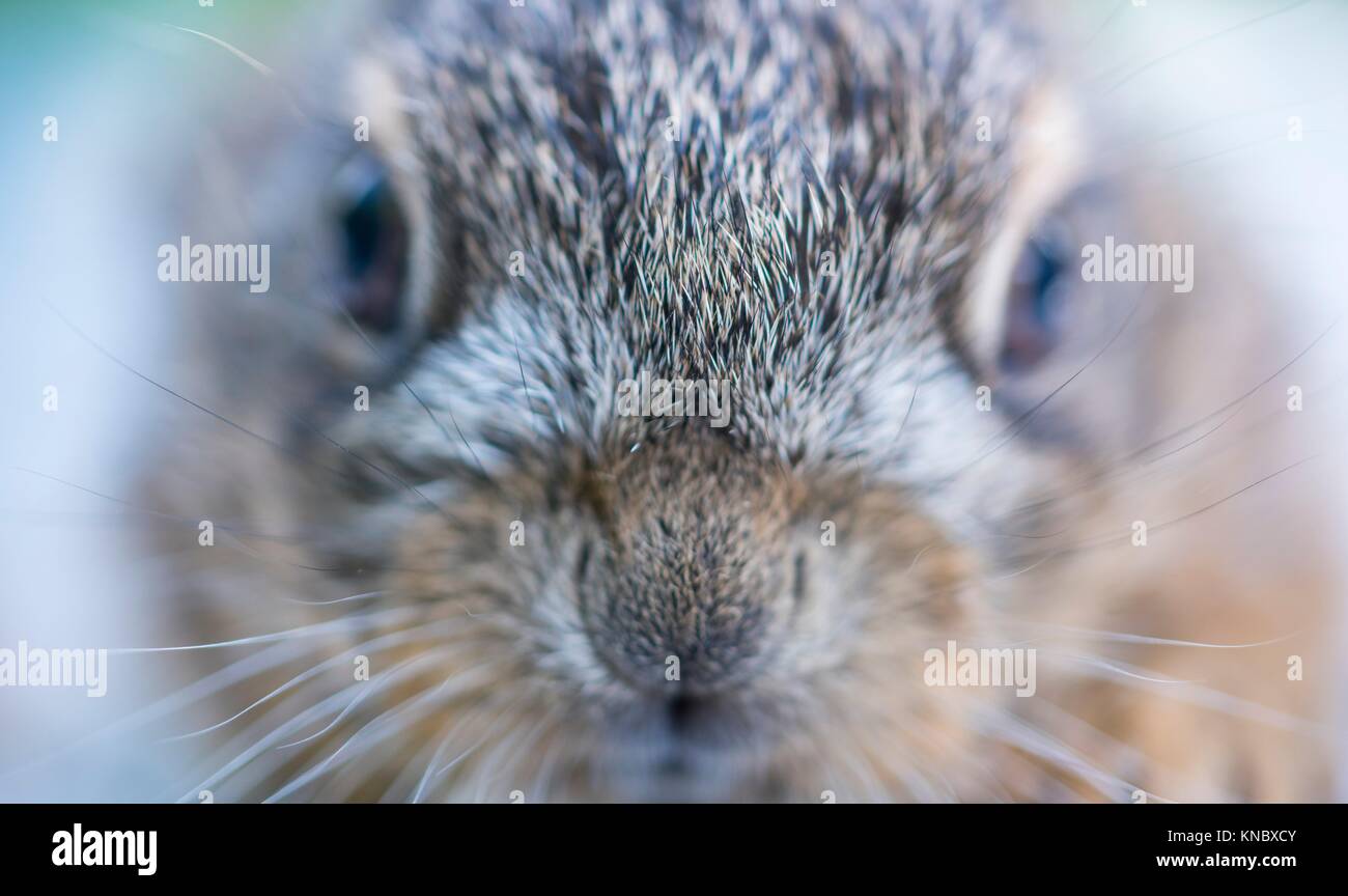 Liebre europea european hare lepus europaeus hi-res stock photography ...