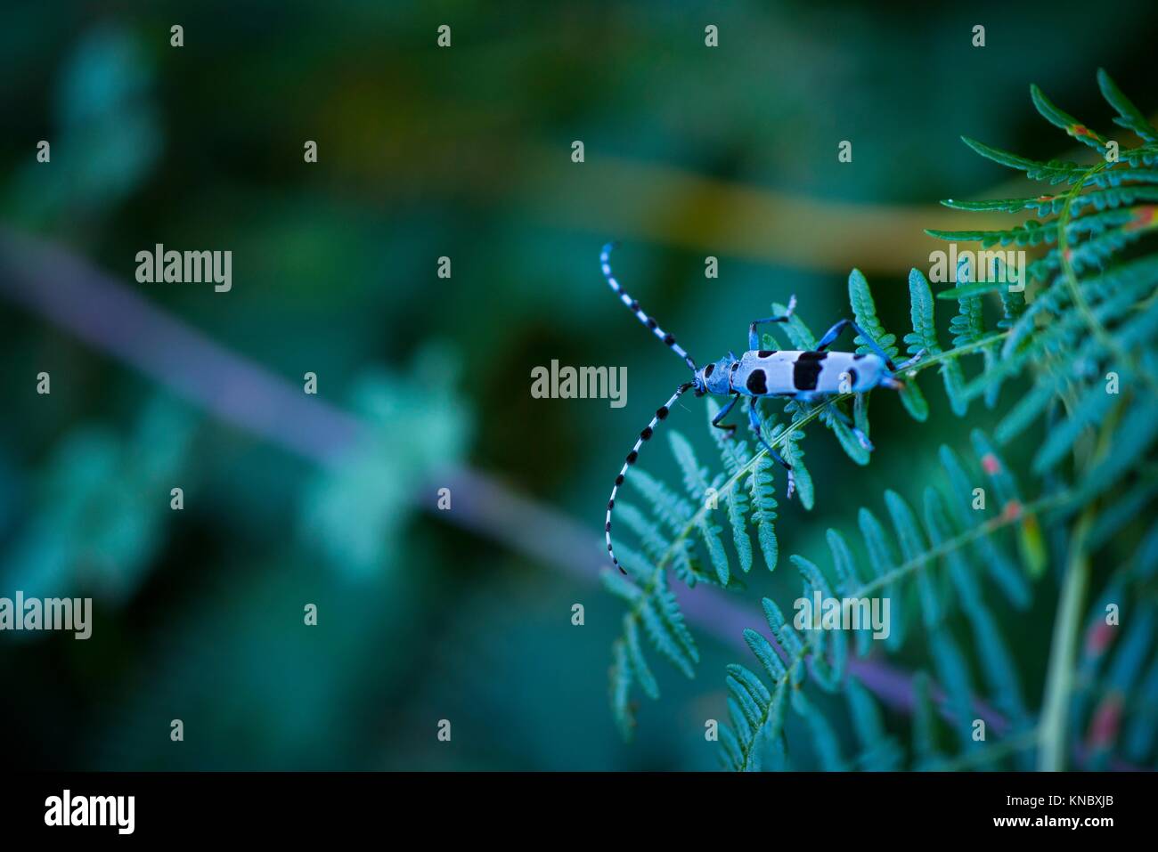 Insecto insecto insecto hi-res stock photography and images - Alamy