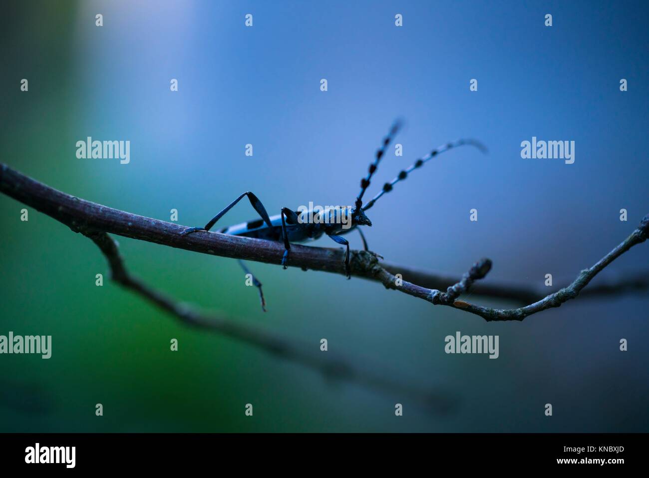 Insecto hi-res stock photography and images - Alamy