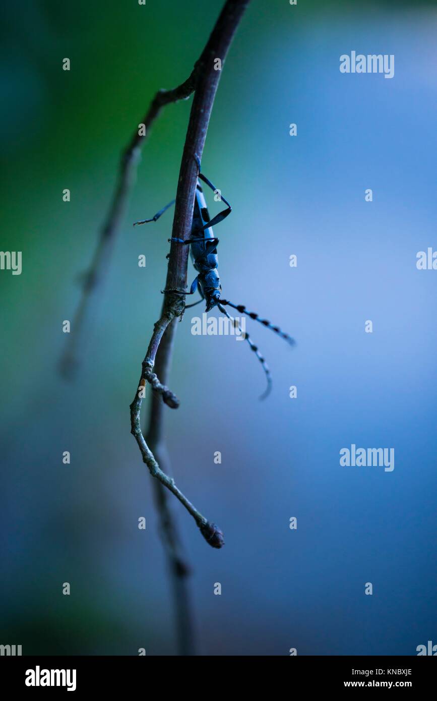 Insecto hi-res stock photography and images - Alamy