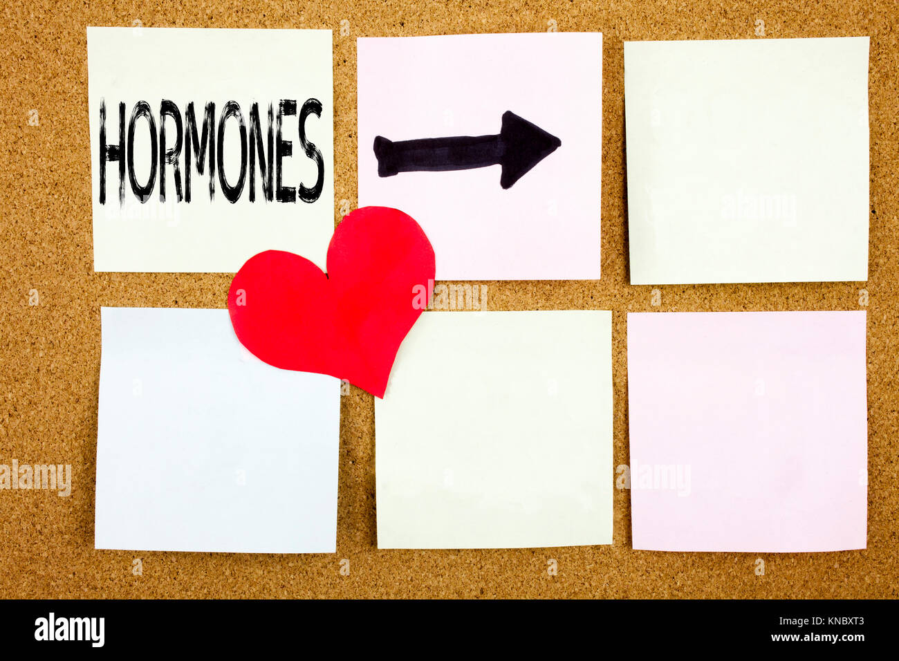Conceptual hand writing text caption inspiration showing Hormones ... Conceptual hand writing text caption inspiration showing Hormones ...