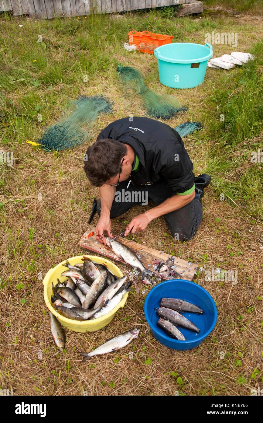 Northern fish hi-res stock photography and images - Alamy