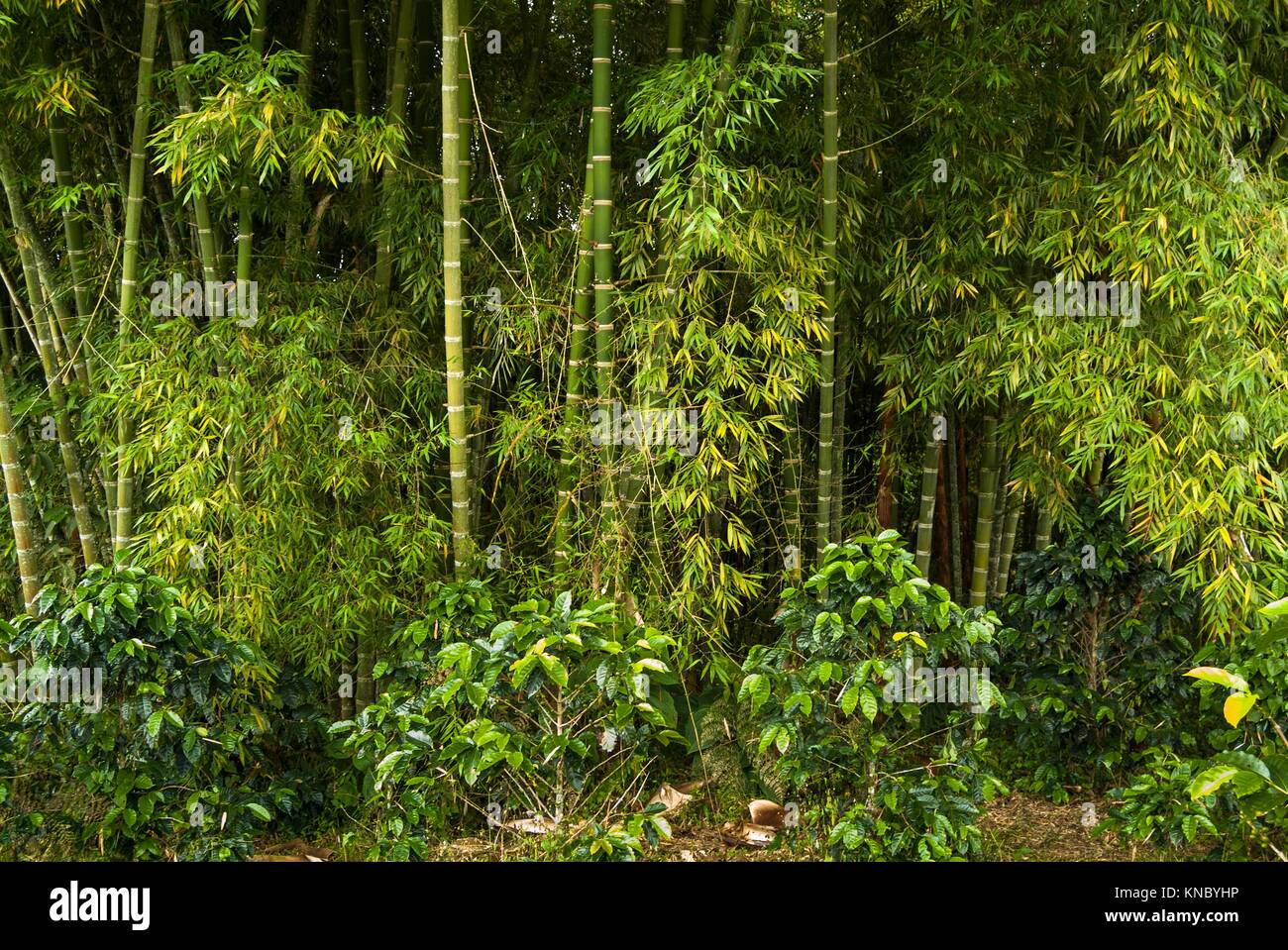 Bamboo forest colombia hi-res stock photography and images - Alamy