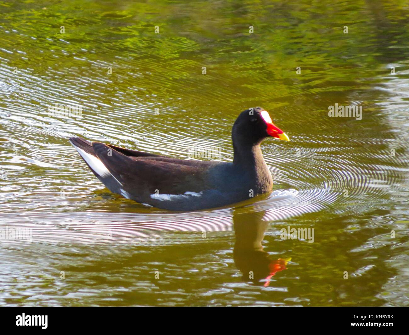 Animal mud hen hi-res stock photography and images - Alamy