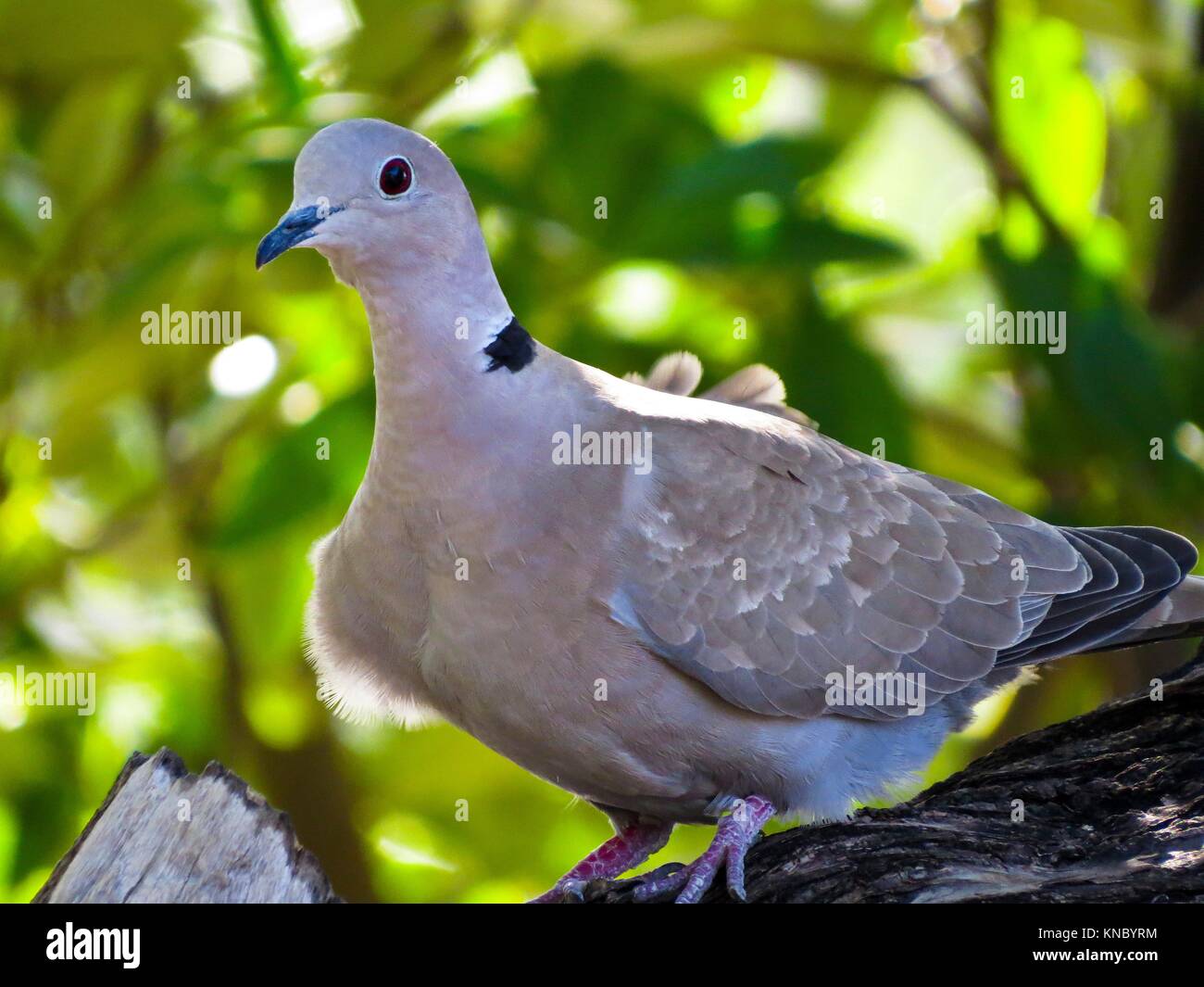 Ring necked dove hi-res stock photography and images - Alamy