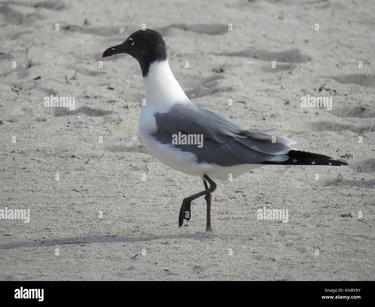 Laughing Gull High Resolution Stock Photography and Images - Alamy