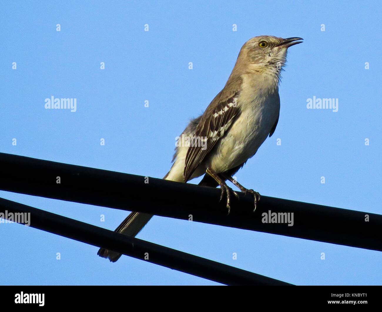 Mockingbird hi-res stock photography and images - Alamy