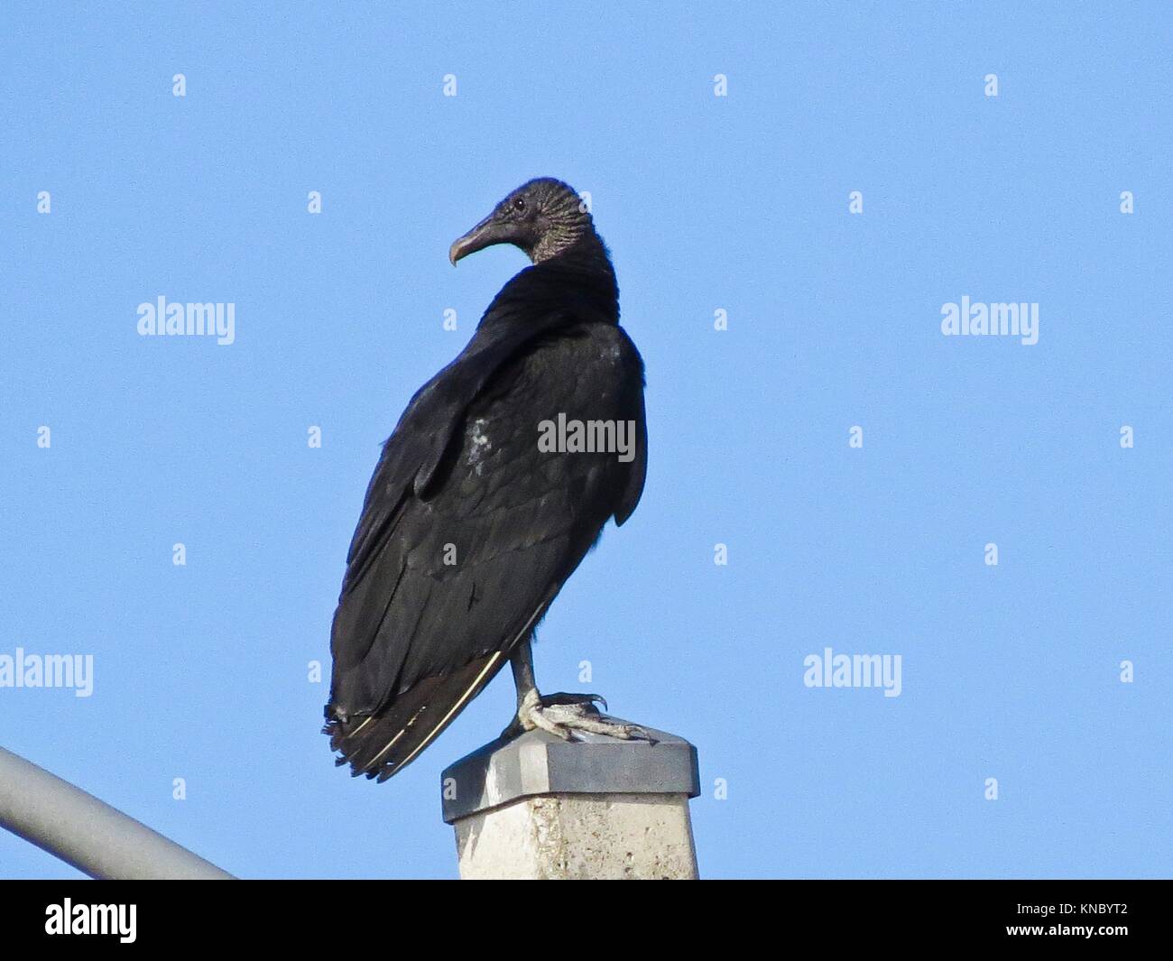 Black vulture coragyps atratus florida hi-res stock photography and ...