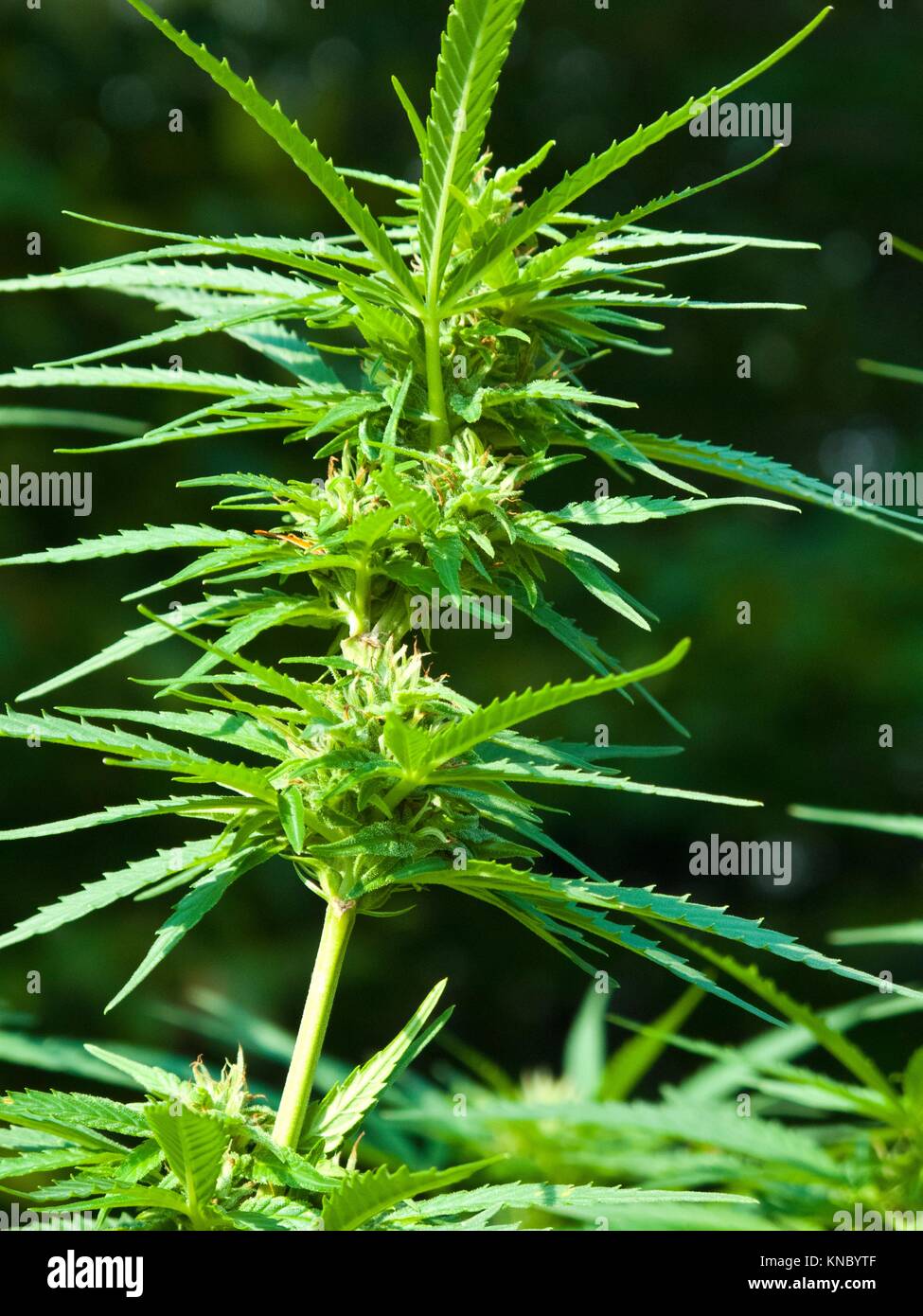 Marijuana herb hi-res stock photography and images - Alamy