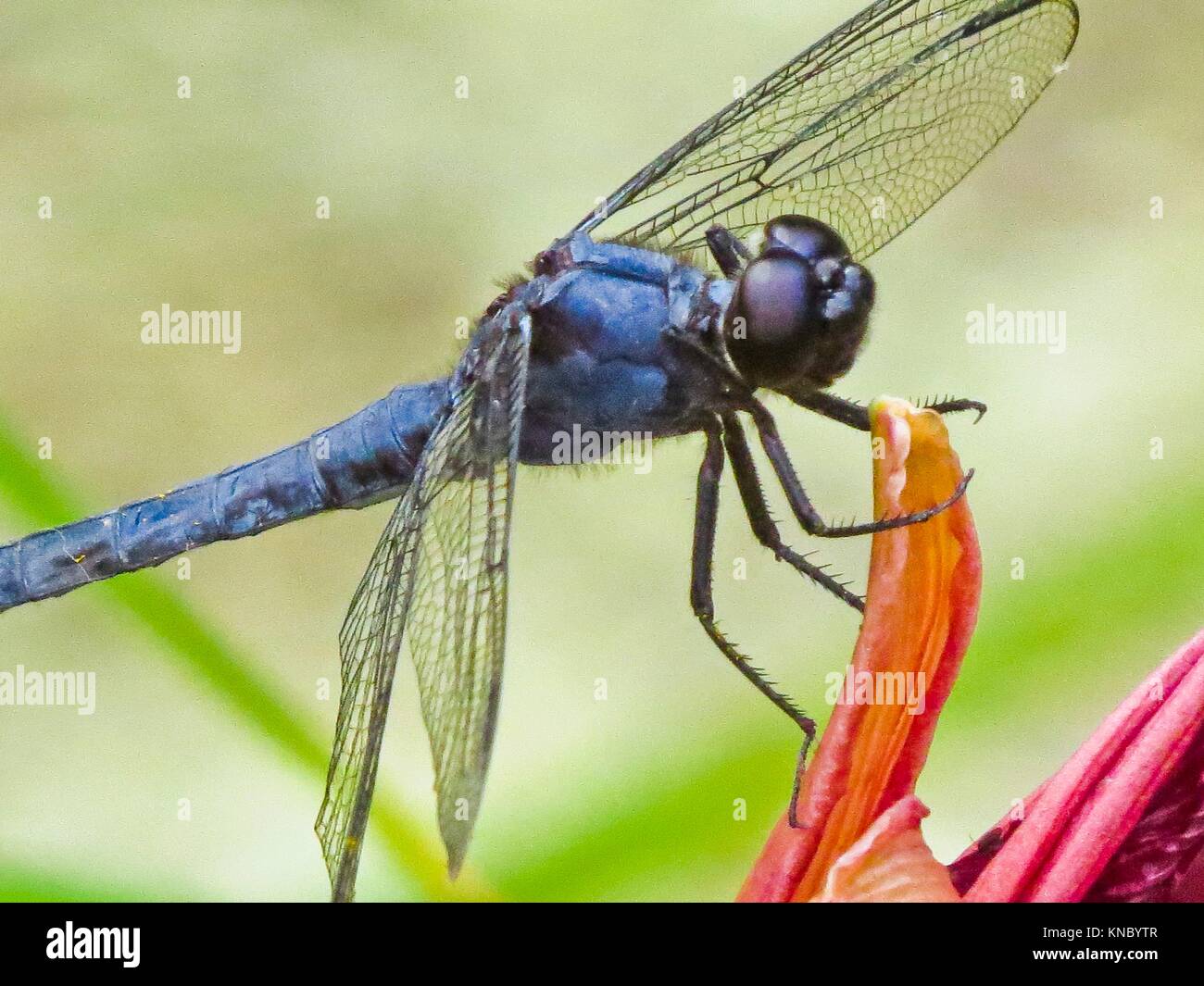 Family aeshnidae hi-res stock photography and images - Alamy