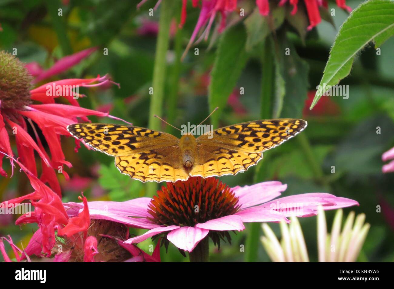 Great fritillary hi-res stock photography and images - Alamy