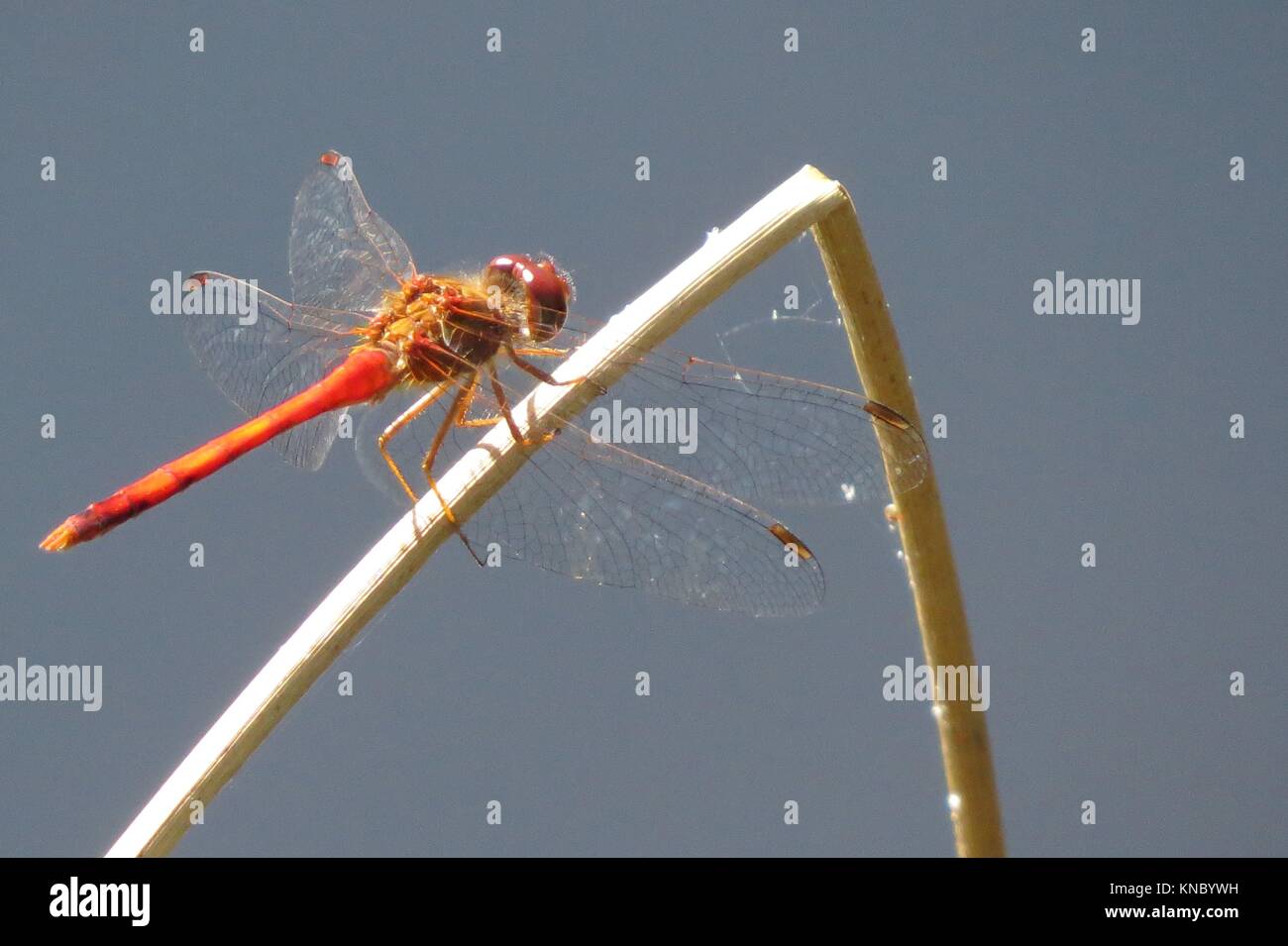 Orange flying insect hi-res stock photography and images - Alamy