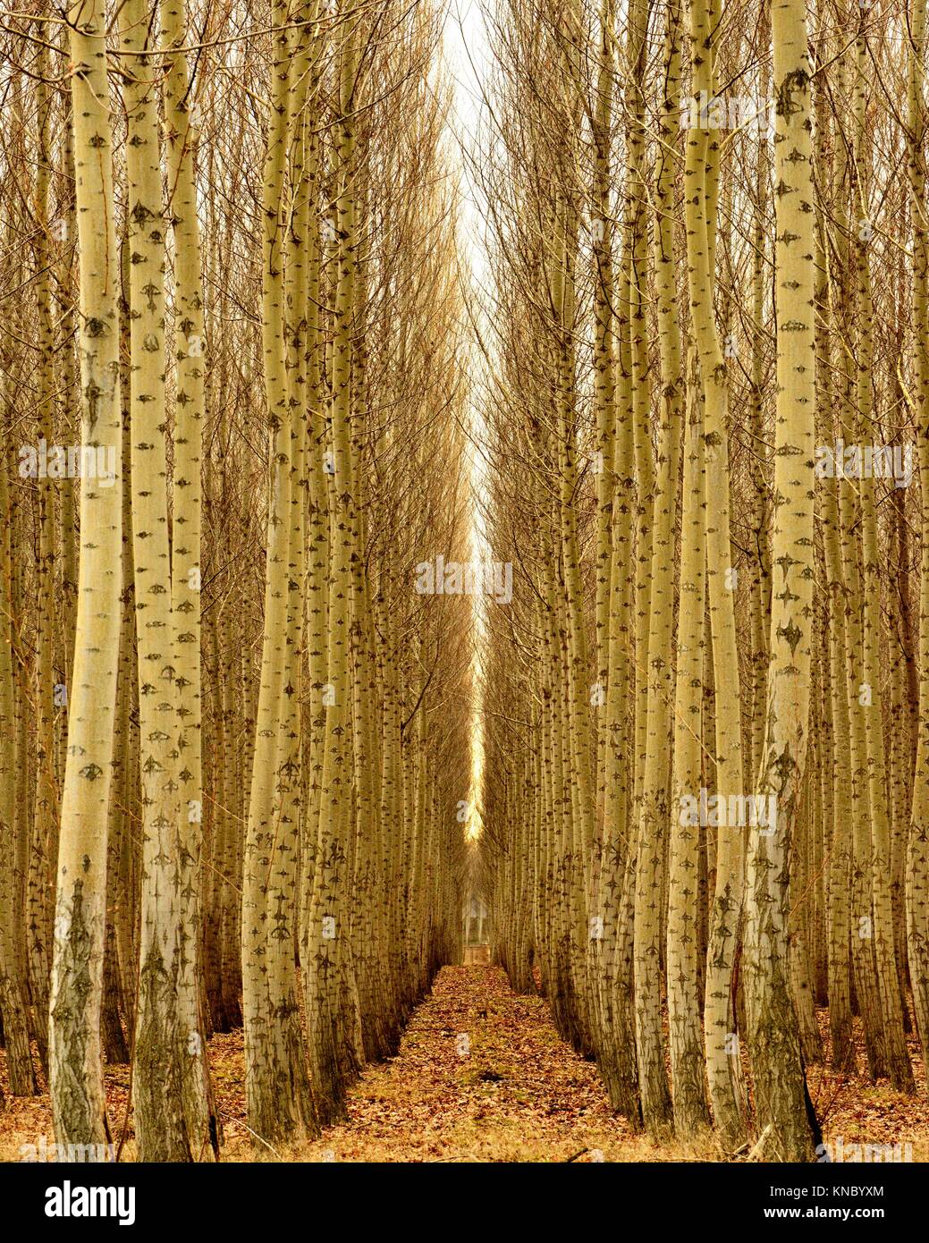 Poplar farm hi-res stock photography and images - Alamy