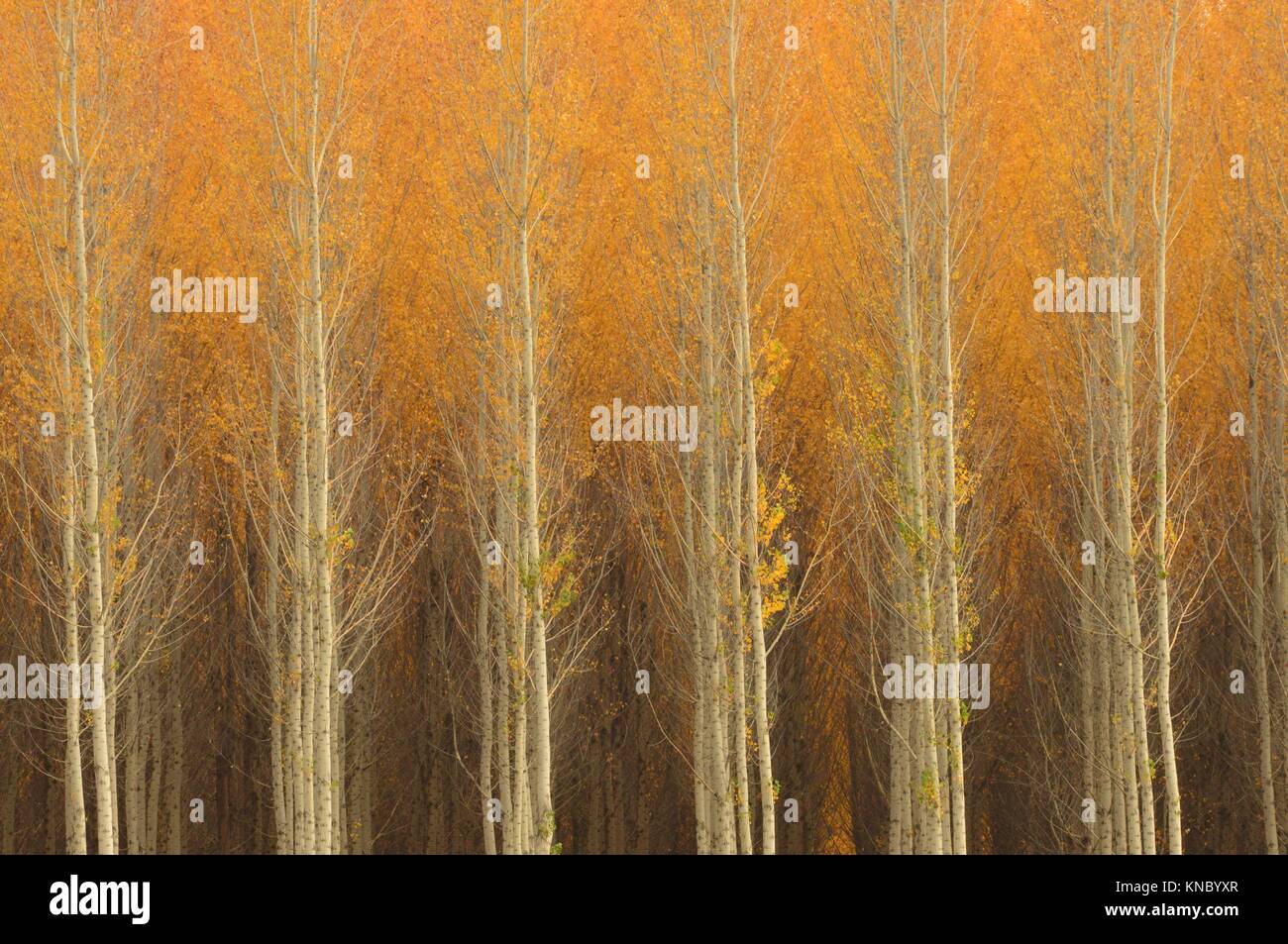 Tree farm hi-res stock photography and images - Alamy