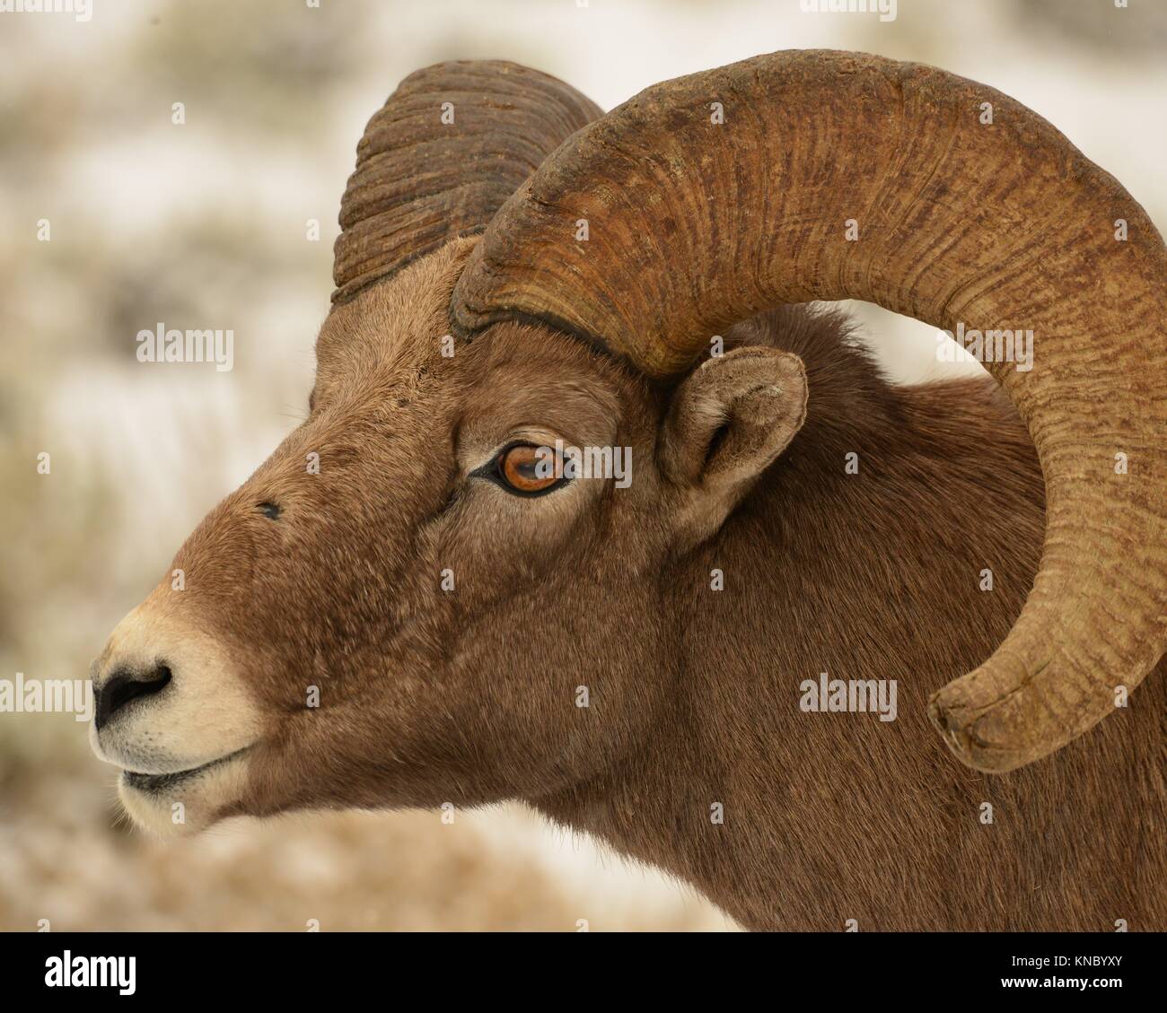 Sheep big hi-res stock photography and images - Alamy