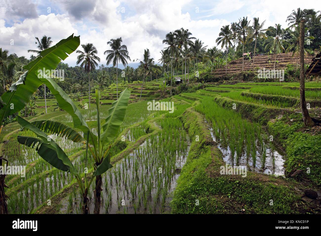 Indonesia Rice Pattie Tree landscape, Field, Rice Paddy Wallpapers HD ...