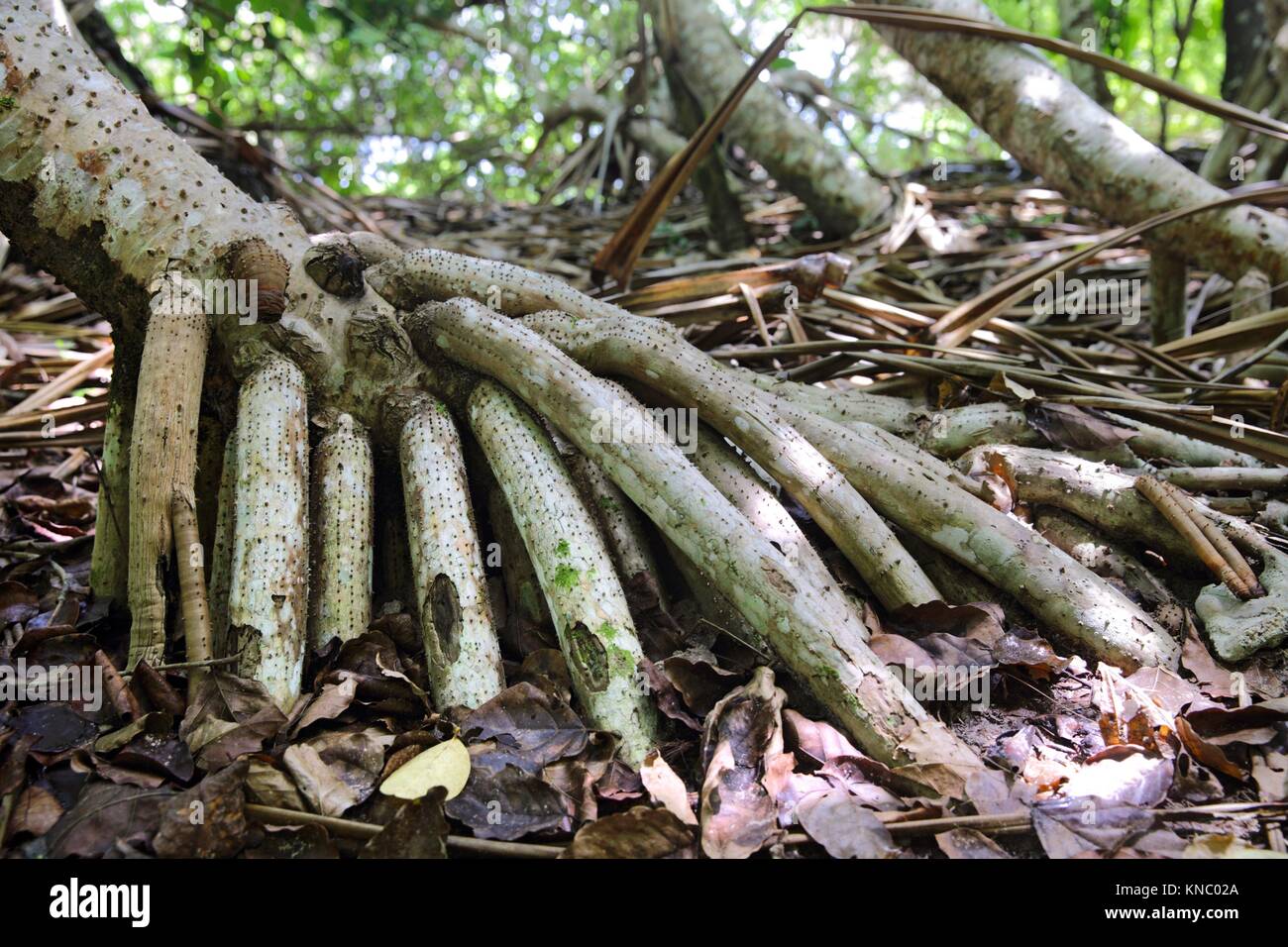 Mangrove roots detail hi-res stock photography and images - Alamy