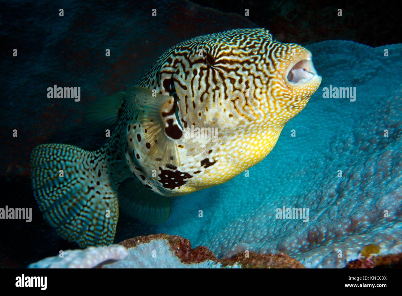 Puffer Fish, Raja Ampat, Papua, Indonesia, Southeast Asia Stock Photo ...