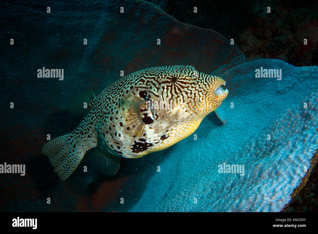 Indonesia fish hi-res stock photography and images - Alamy